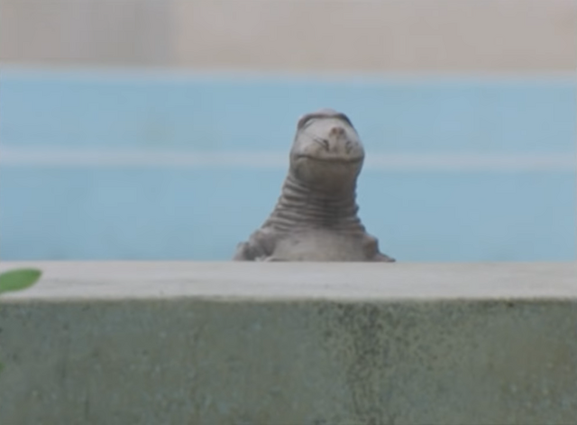 Daigoro | Wikizilla, the kaiju encyclopedia